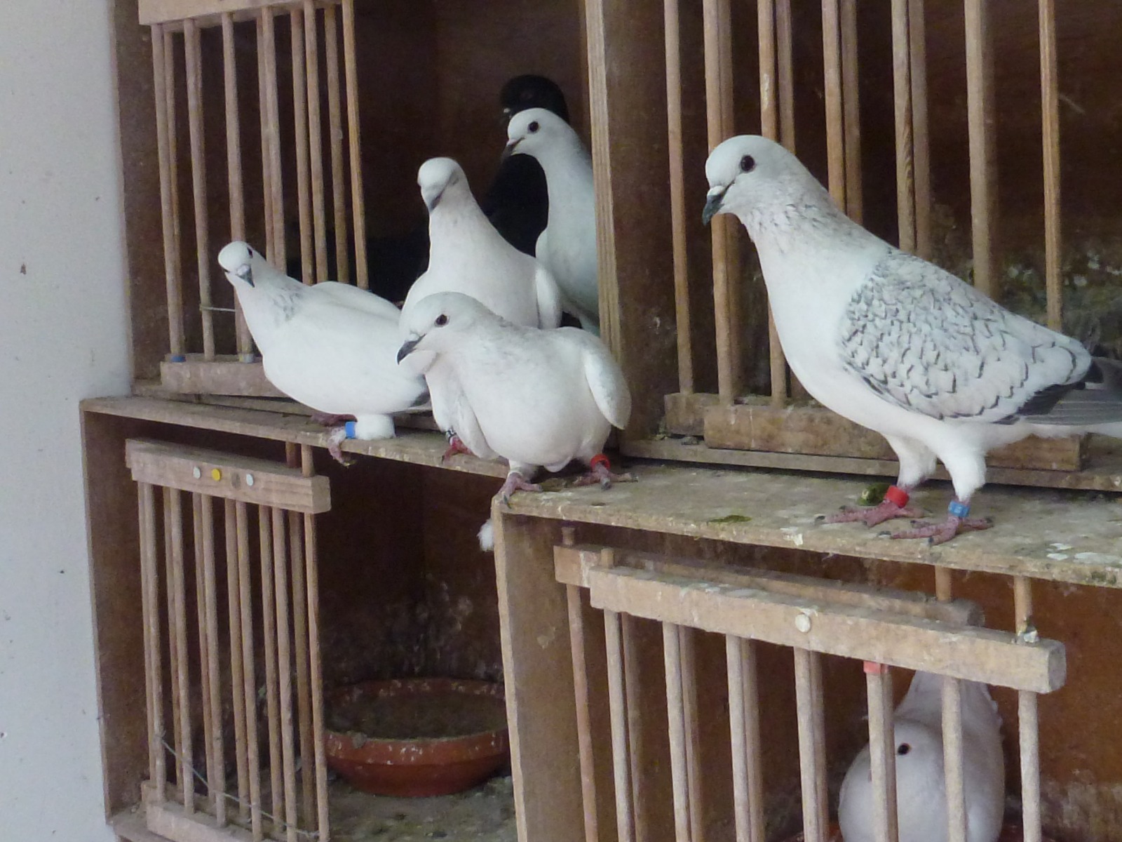 Hokbezoek FSC – Drentse Sierduivenfokkers Club